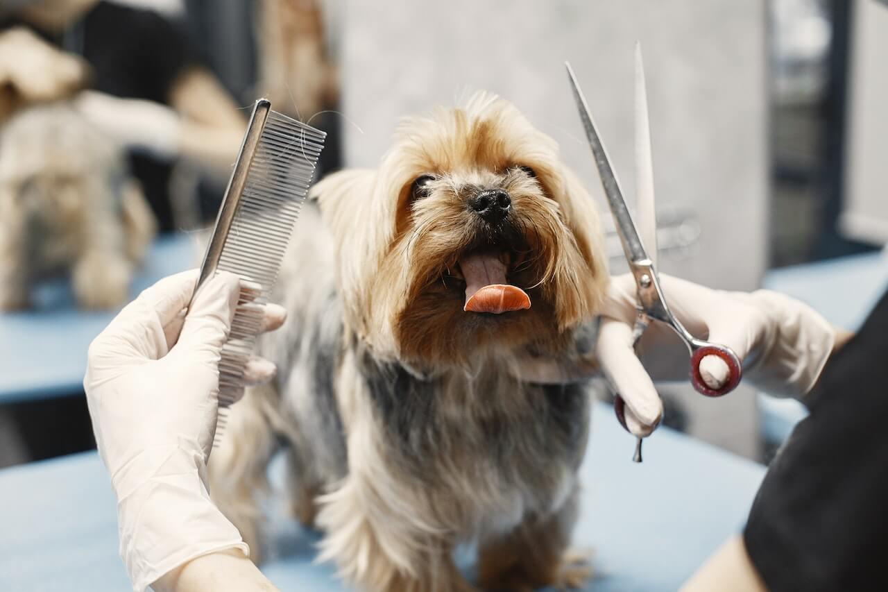 9 Best Dog Hair Cutters Expert Advice For A Well Groomed Pup Dog 9-best-dog-hair-cutters-expert-advice-for-a-well-groomed-pup-dog