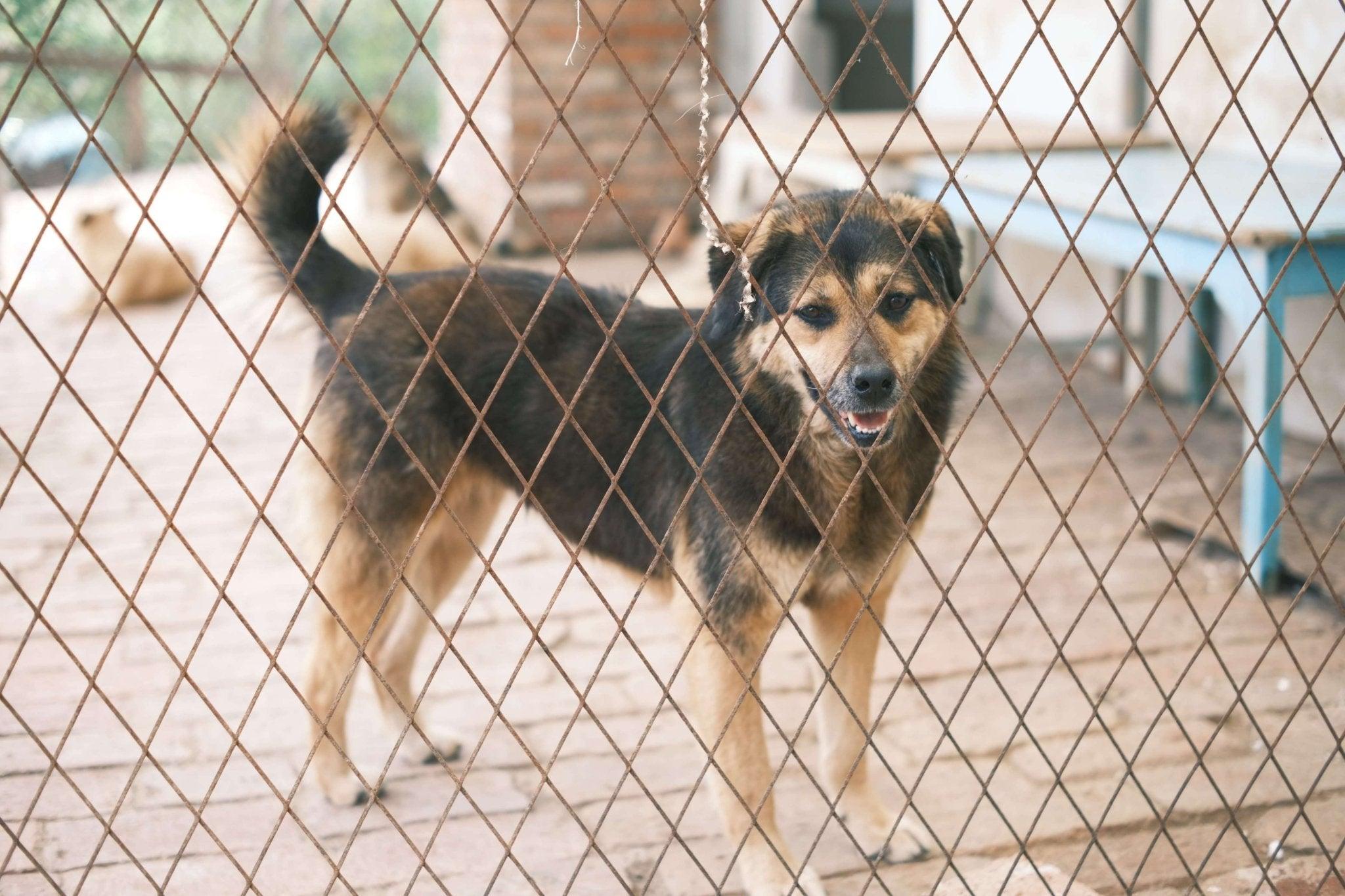 5 Best Dog Pens for Secure Containment and Comfort | Dog Hugs Cat