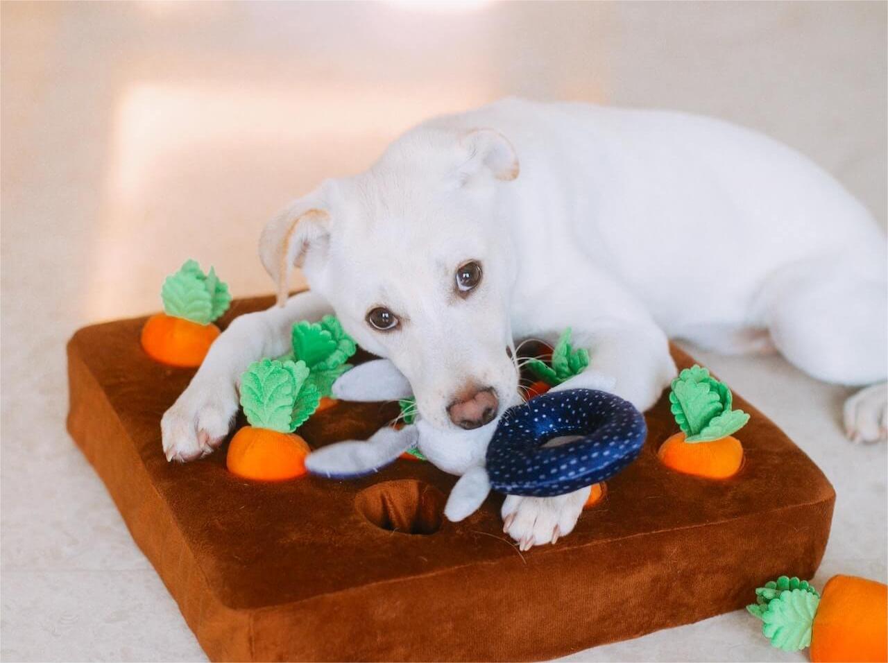 9 Best Dog Puzzles to Keep Your Pup's Mind Active and Engaged | Dog ...