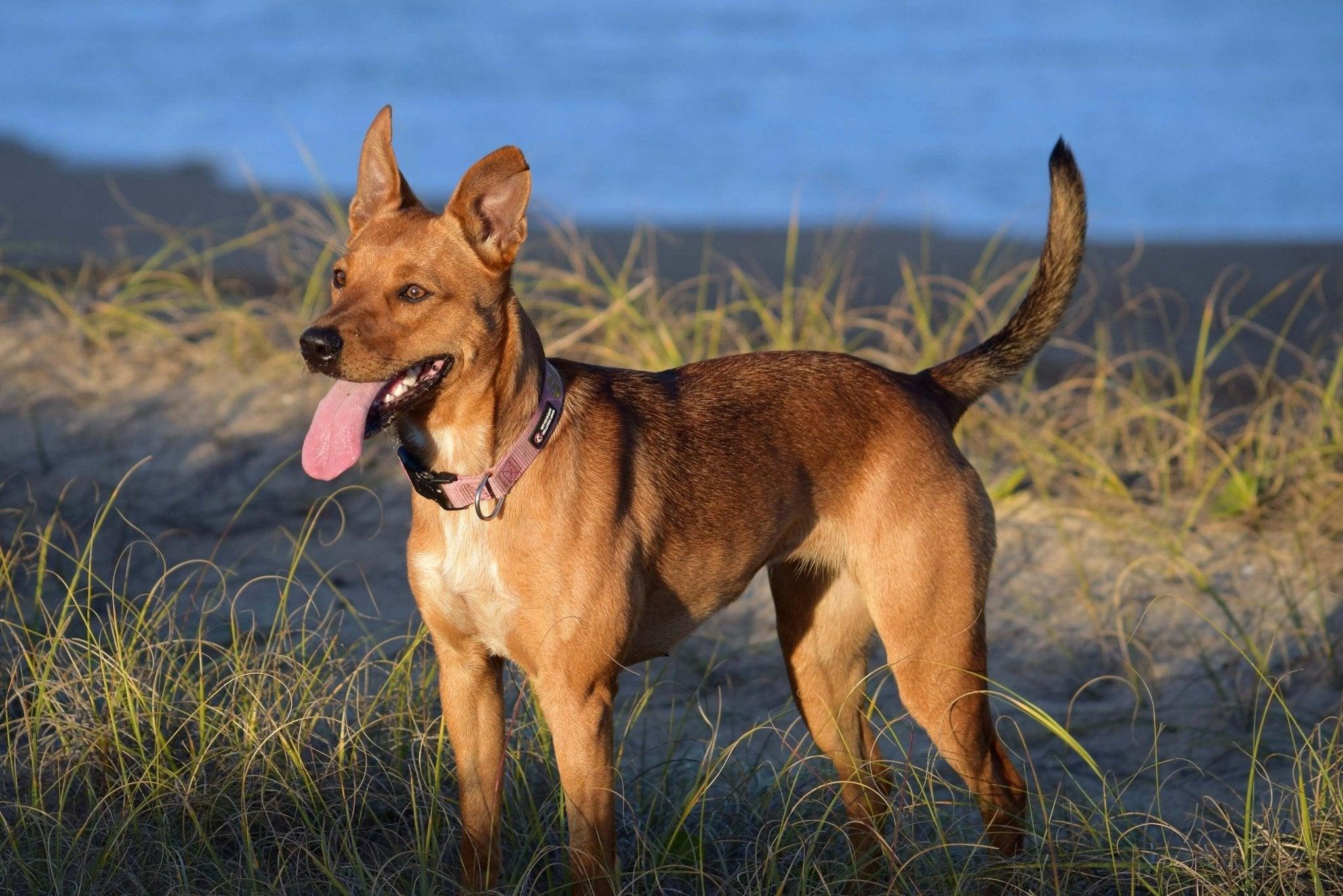 australian-cattle-dogs-history-traits-training-and-faqs-801183.jpg?v ...