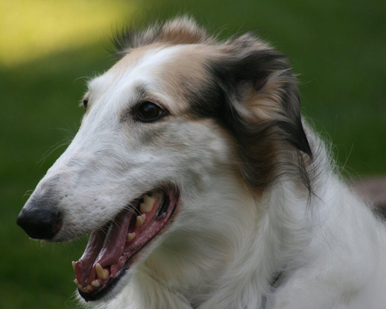 Borzois: The Majestic Hounds and Everything You Need to Know | Dog Hugs Cat