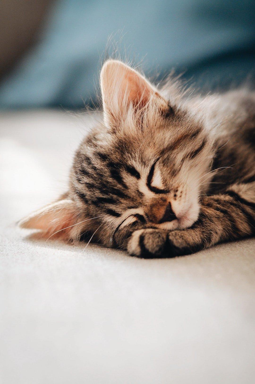 Cat Photography Tips for Instagram-Worthy Shots | Dog Hugs Cat