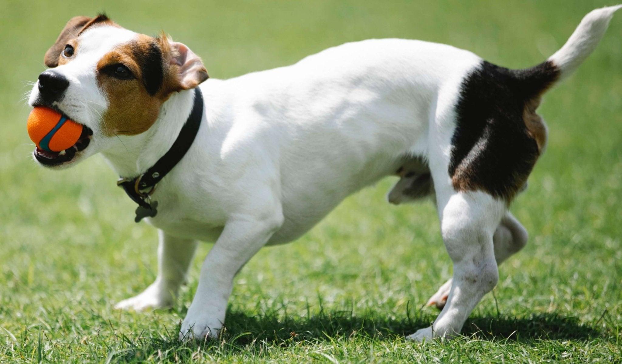Jack Russell Terriers: A Guide to Energetic and Intelligent Companions ...